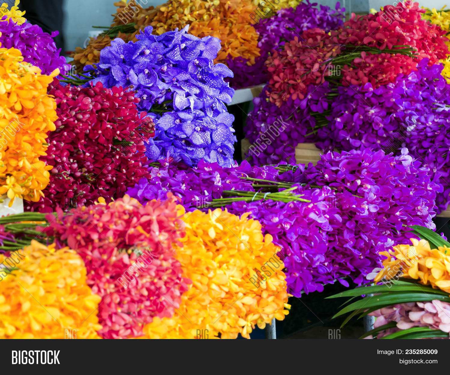 Colorful Orchids Image & Photo (Free Trial) | Bigstock