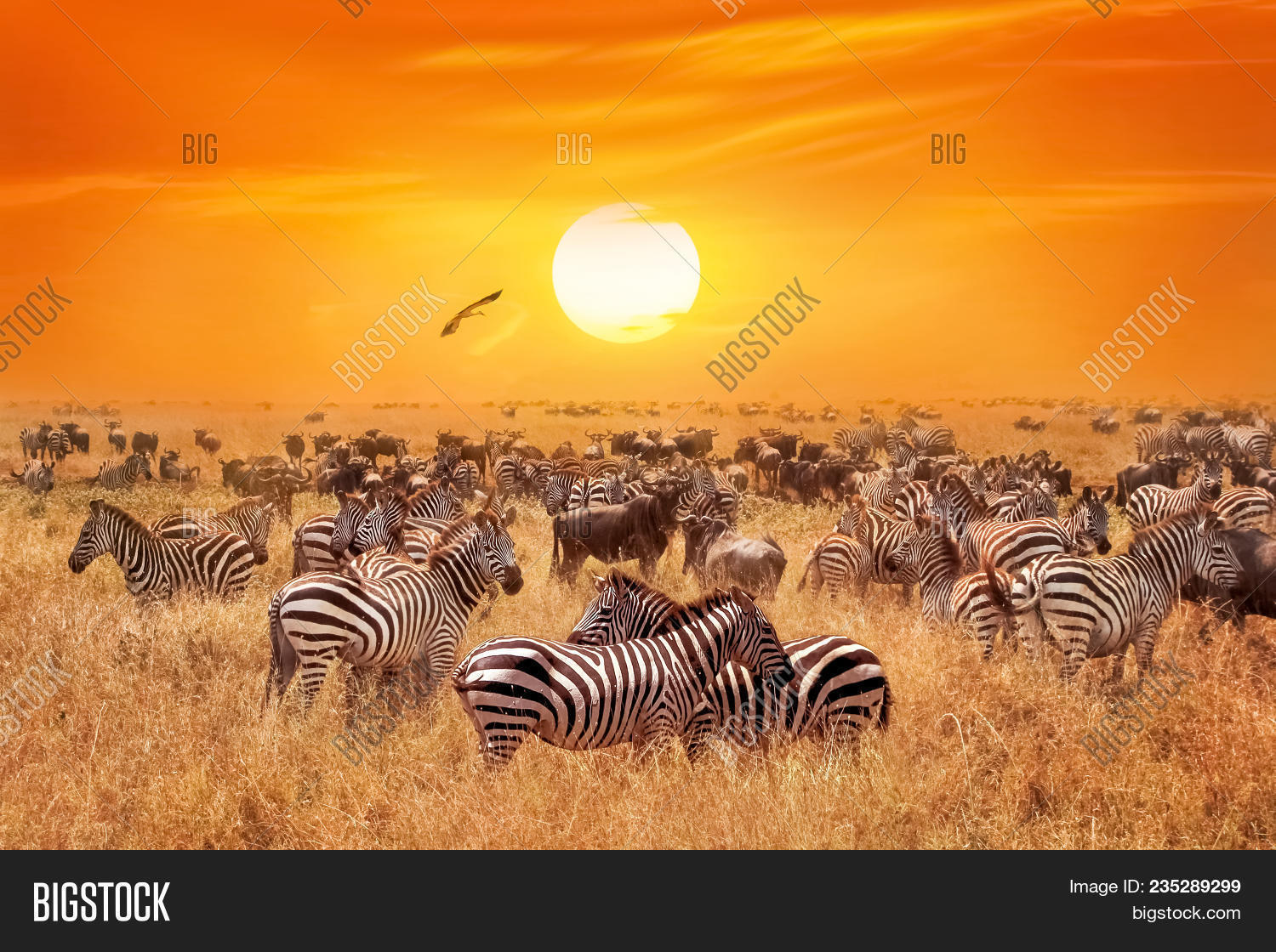 Groupe Wild Zebras Image & Photo (Free Trial) | Bigstock