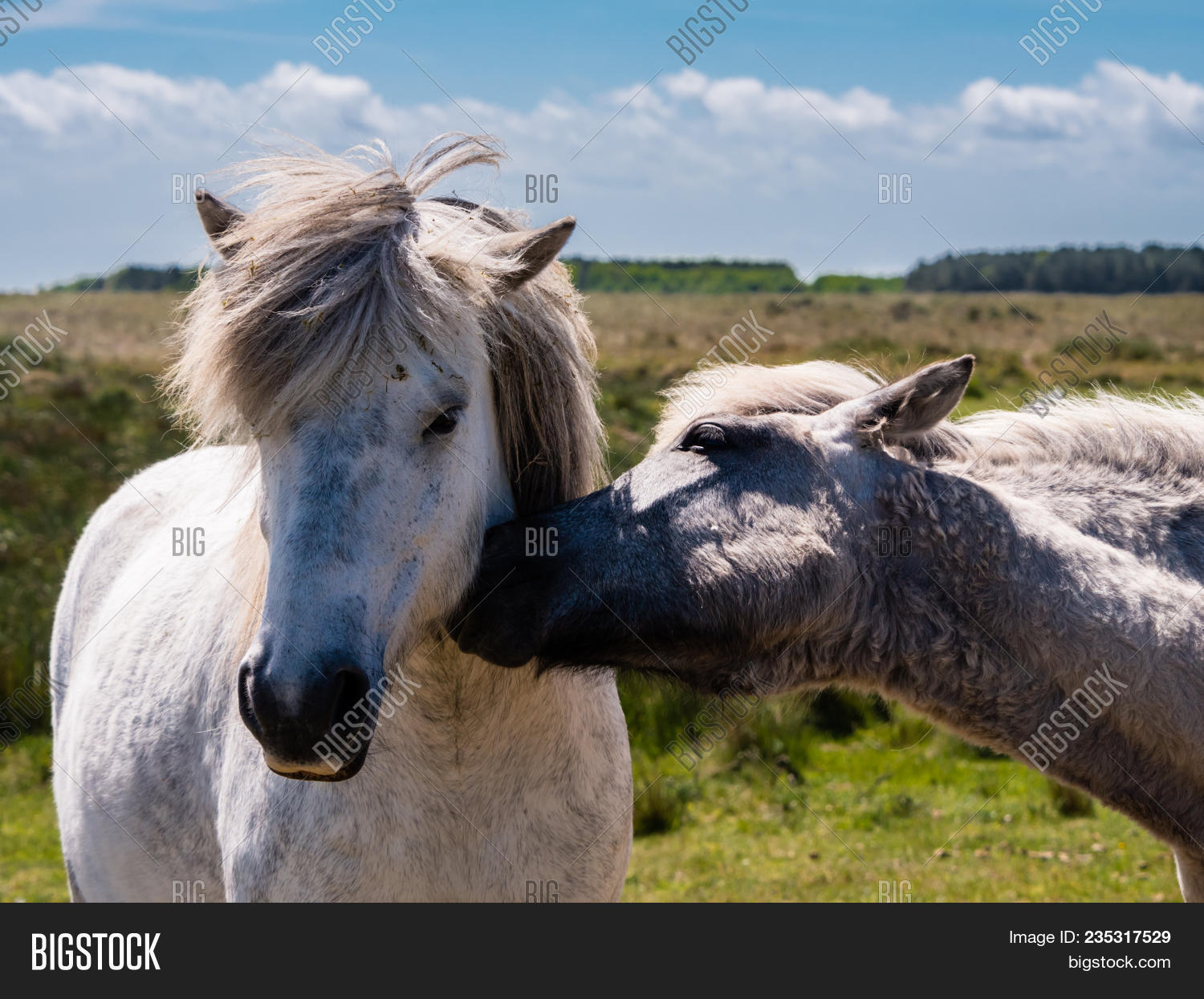 Two Horses Being Image & Photo (Free Trial) | Bigstock