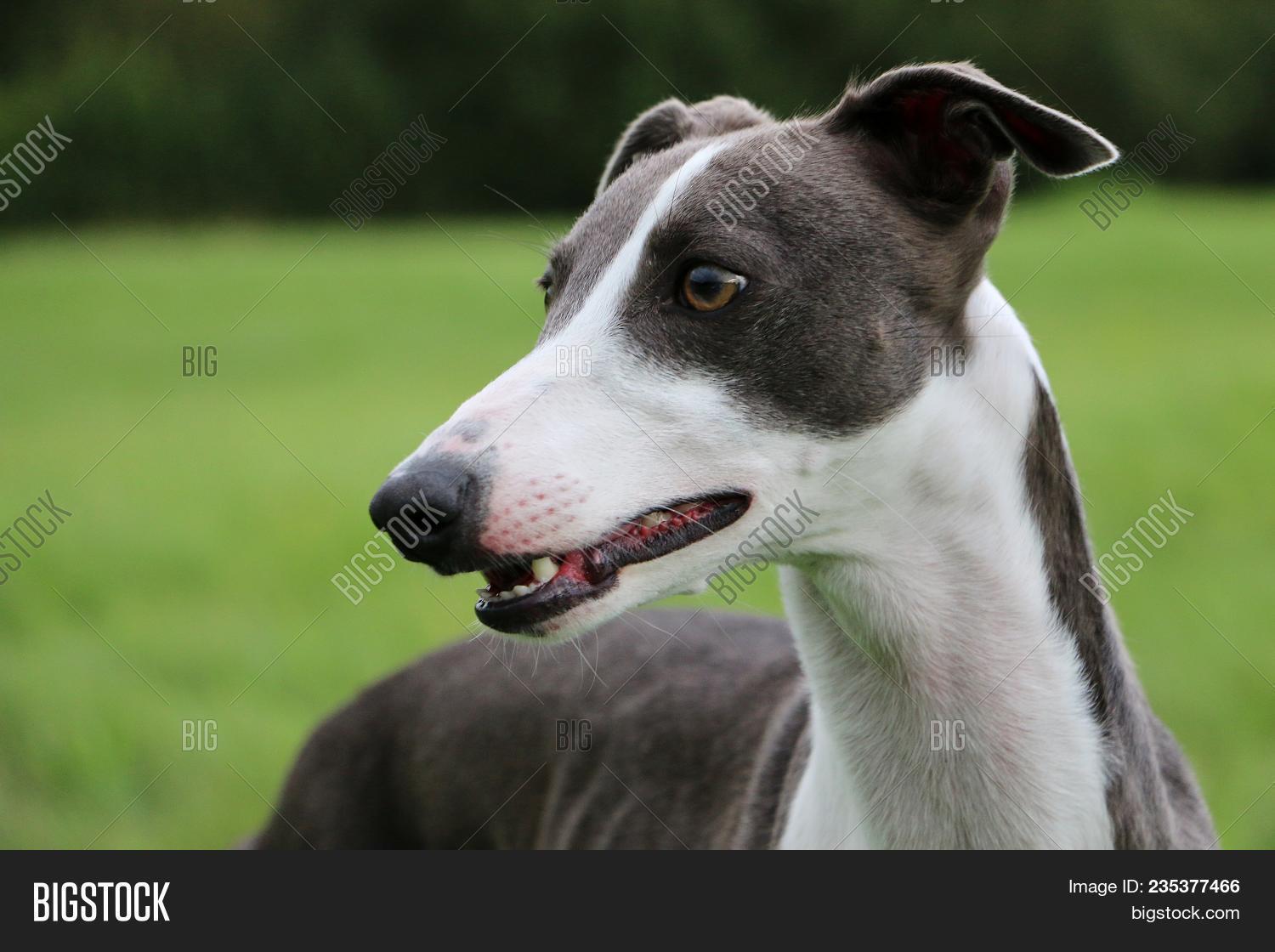 Beautiful Whippet Head Image & Photo (Free Trial) | Bigstock