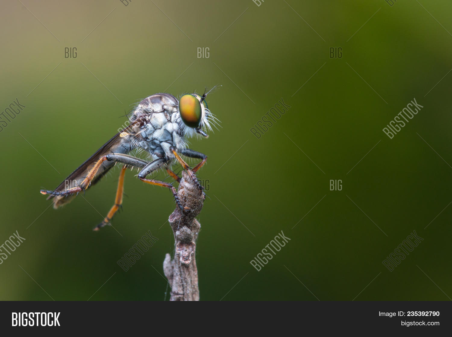 Robber Fly / Close- Image & Photo (Free Trial) | Bigstock