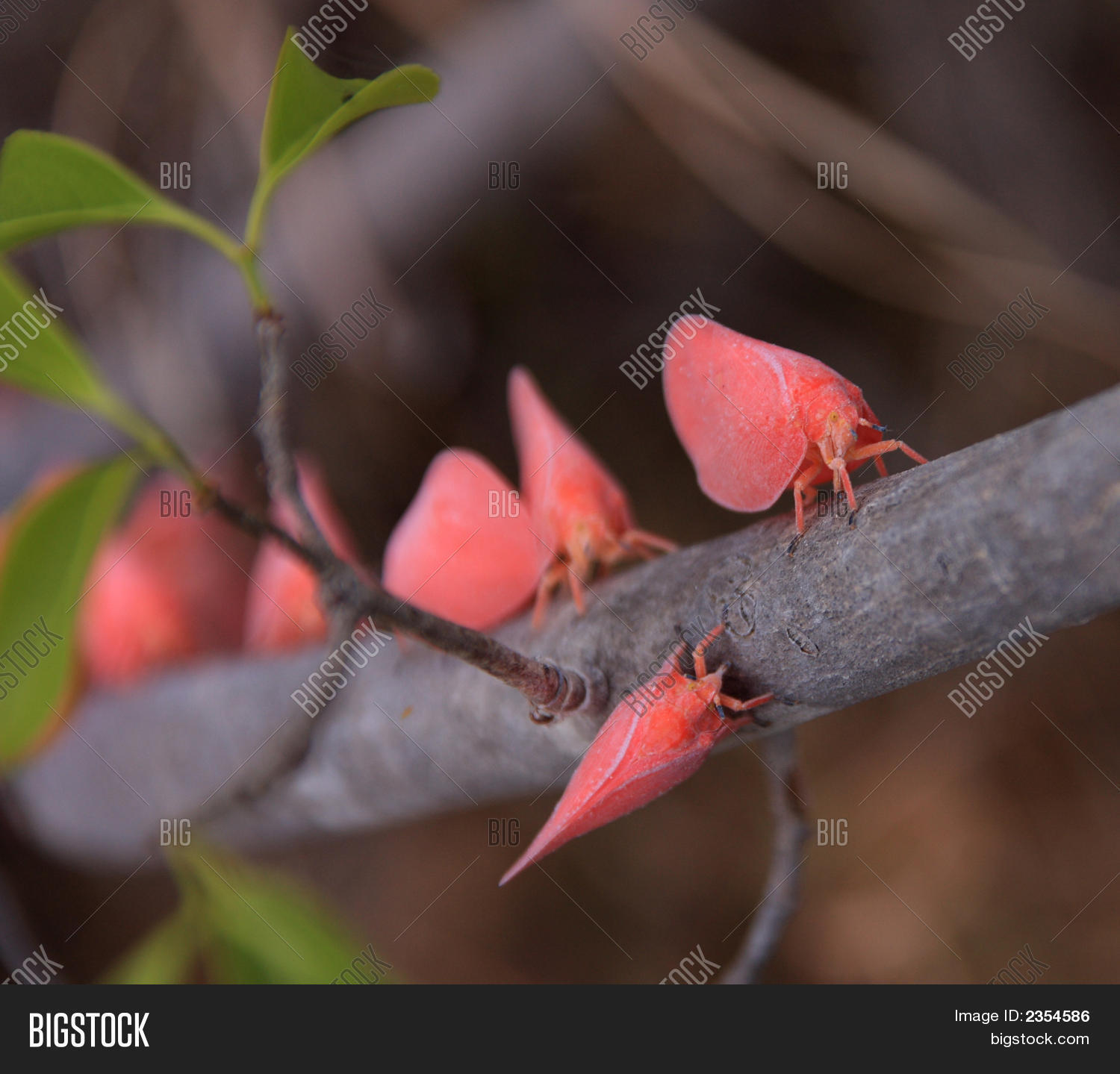 Flatid,Leaf,Bug,Pink, Image & Photo (Free Trial) | Bigstock