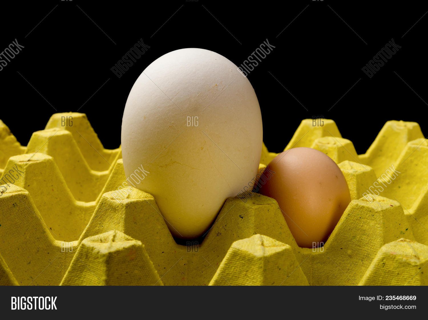 Giant Size Goose Egg Image & Photo (Free Trial) | Bigstock