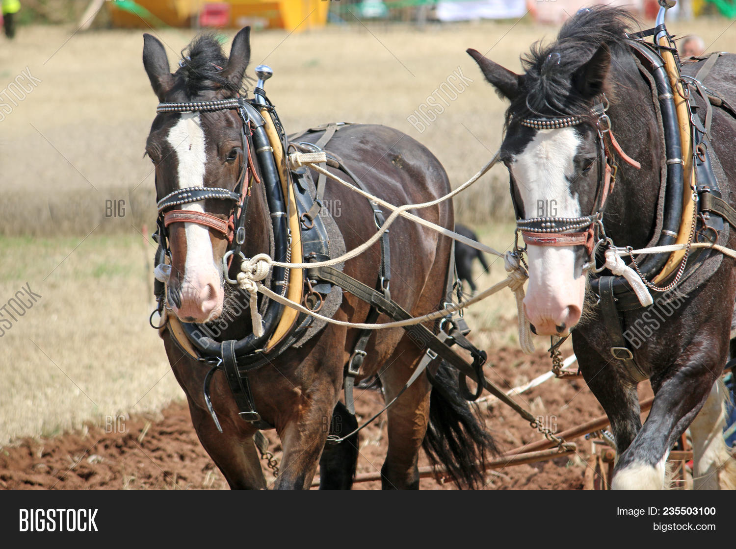 Shire Horses Harness Image & Photo (Free Trial) | Bigstock