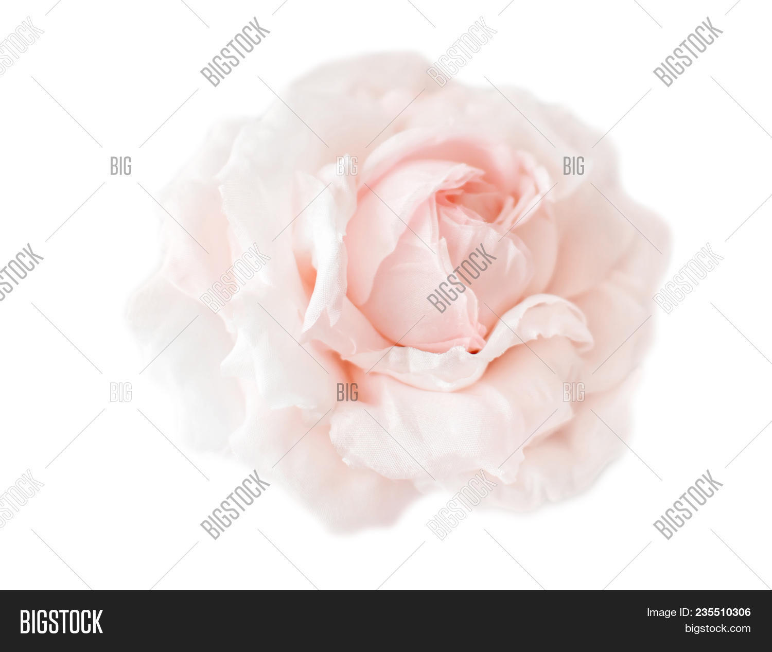 Beautiful Cream Pink Image & Photo (Free Trial) | Bigstock