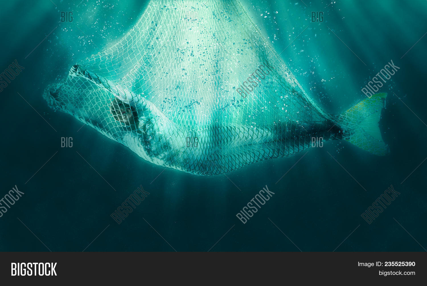 Beautiful Mermaid Image & Photo (Free Trial) | Bigstock