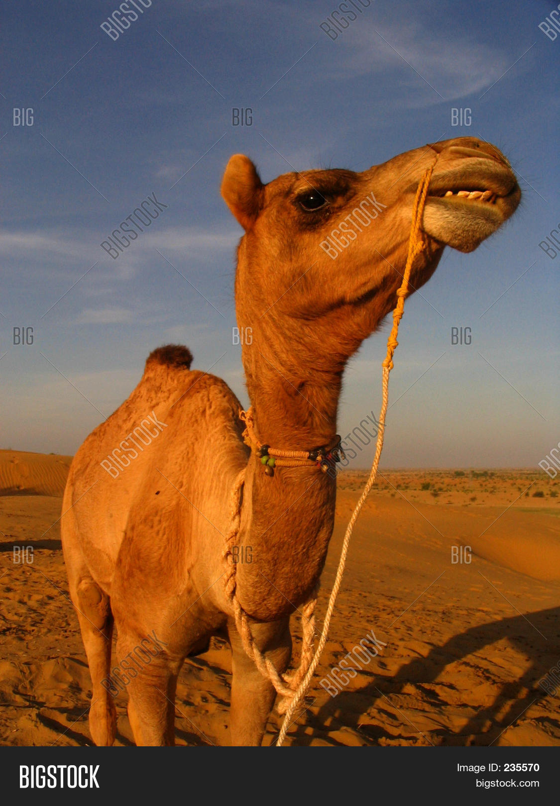 Camel Image & Photo (Free Trial) | Bigstock