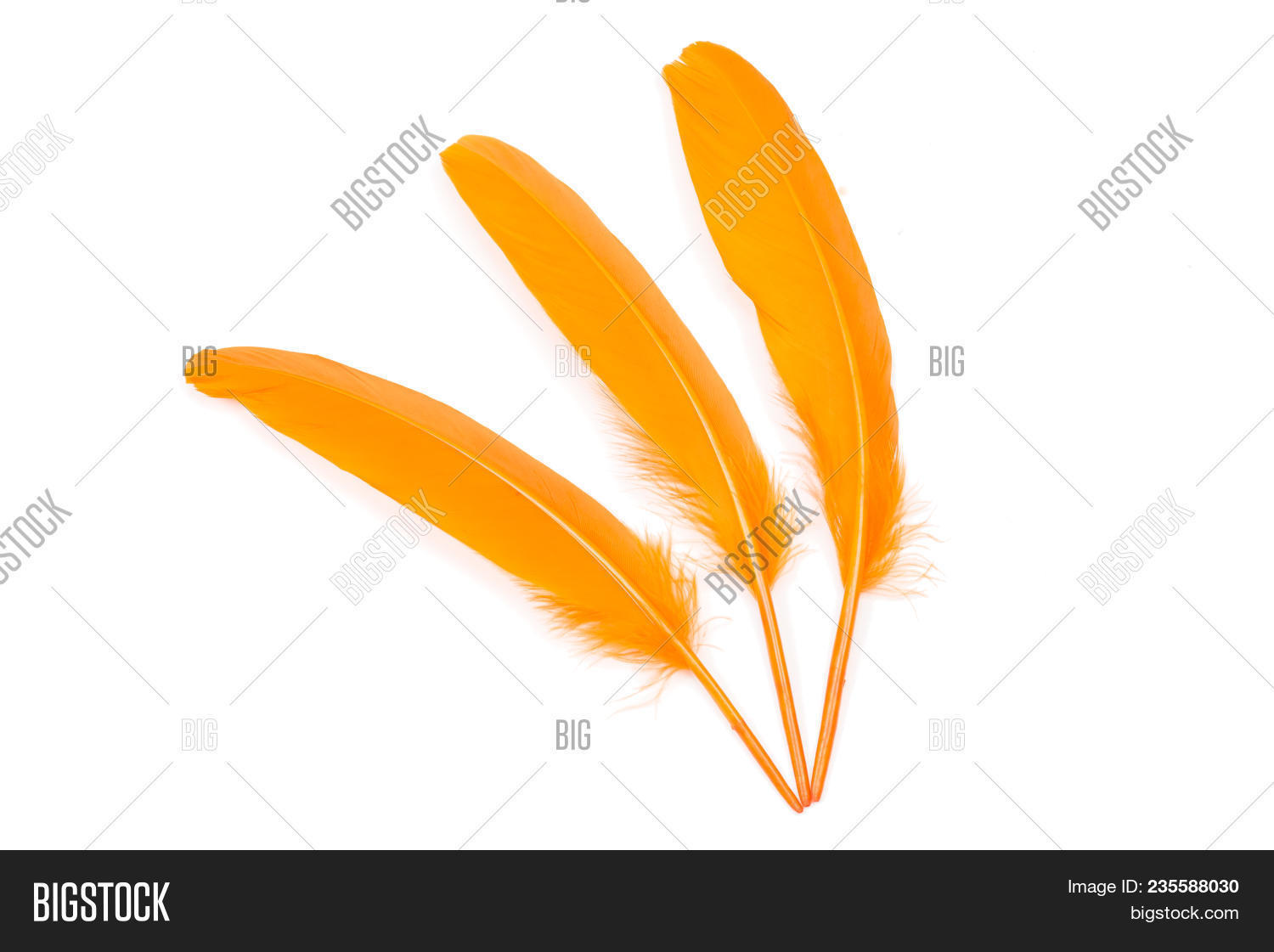 Orange Feathers Image & Photo (Free Trial) | Bigstock