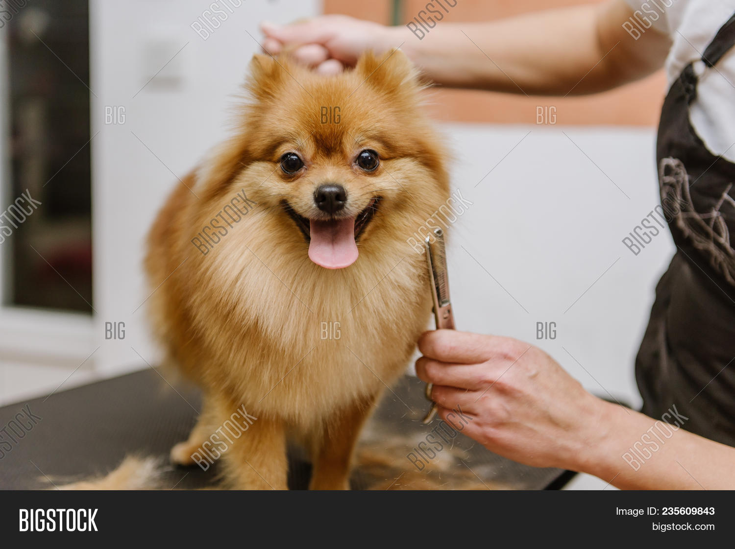 Grooming Dogs Spitz Image & Photo (Free Trial) | Bigstock