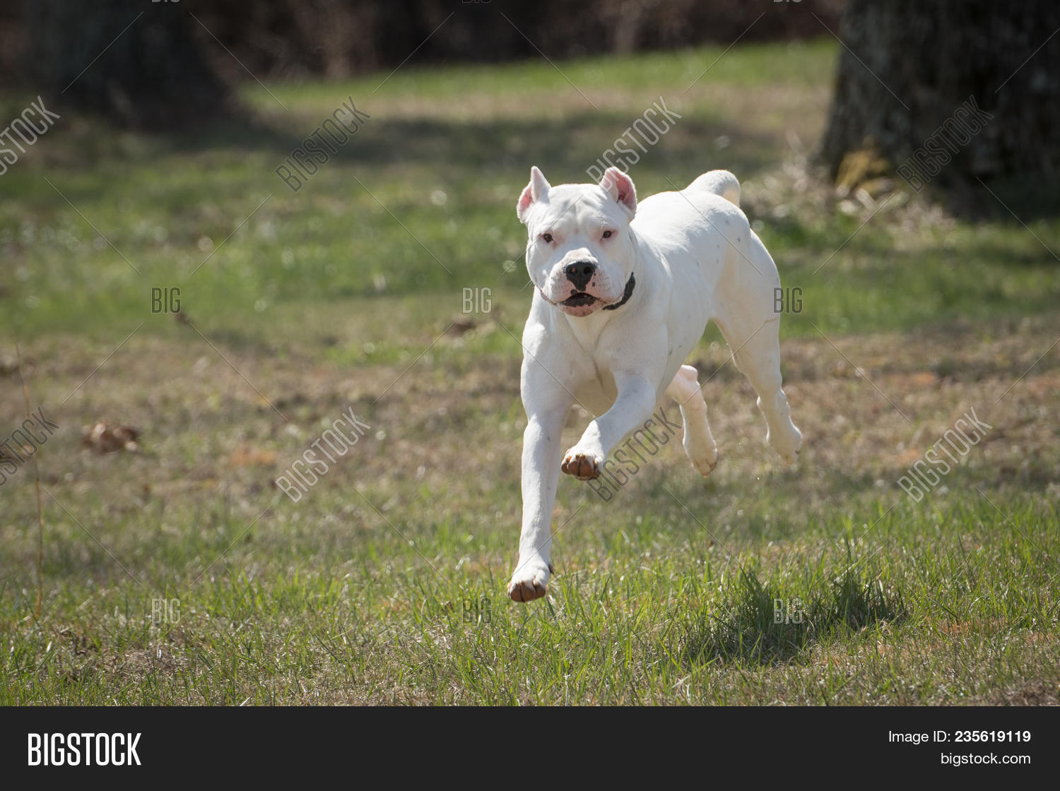 Large White Dogo Image & Photo (Free Trial) | Bigstock