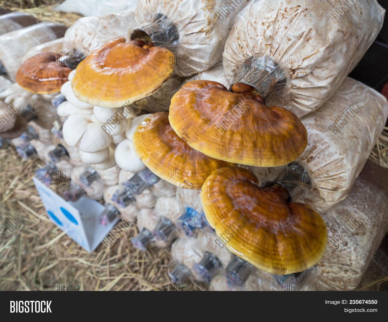 Mushroom Grow Image & Photo (Free Trial) | Bigstock