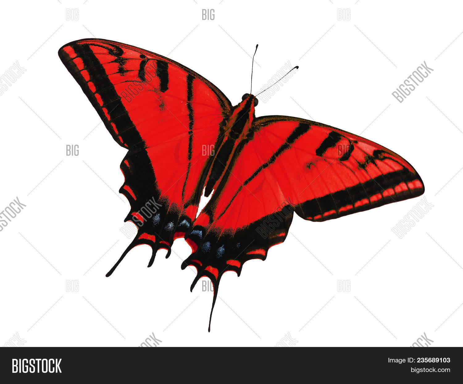 Two-tailed Swallowtail Image & Photo (Free Trial) | Bigstock