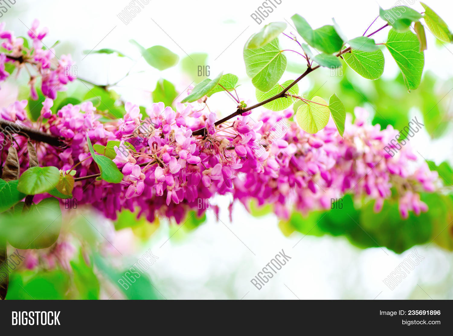 Blooming Judas Tree. Image & Photo (Free Trial) | Bigstock