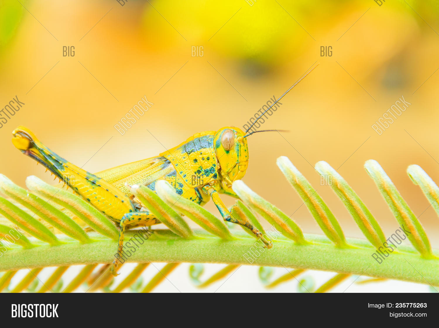 Grasshopper Yellow On Image & Photo (Free Trial) | Bigstock