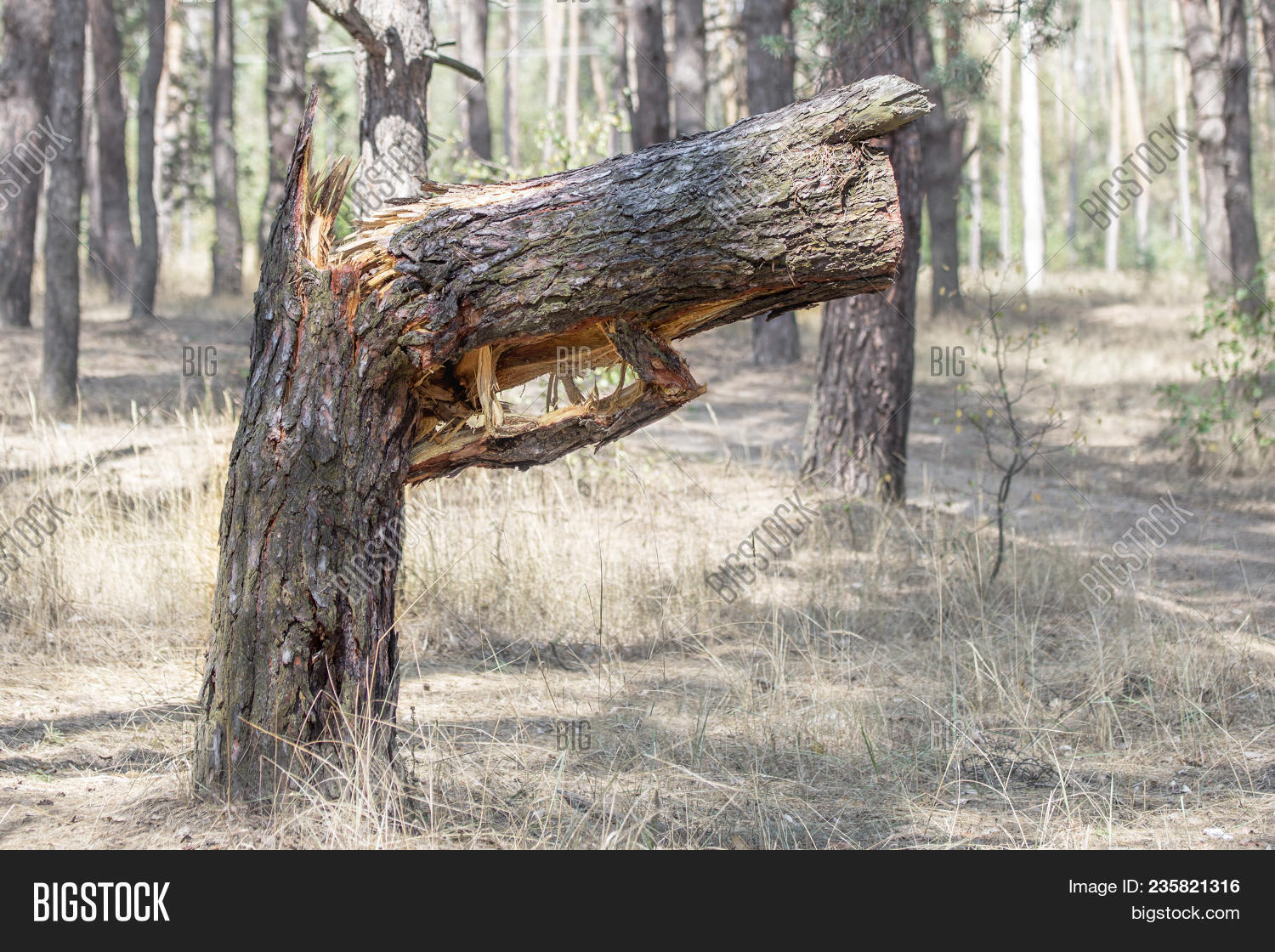Big Broken Tree Forest Image & Photo (Free Trial) | Bigstock