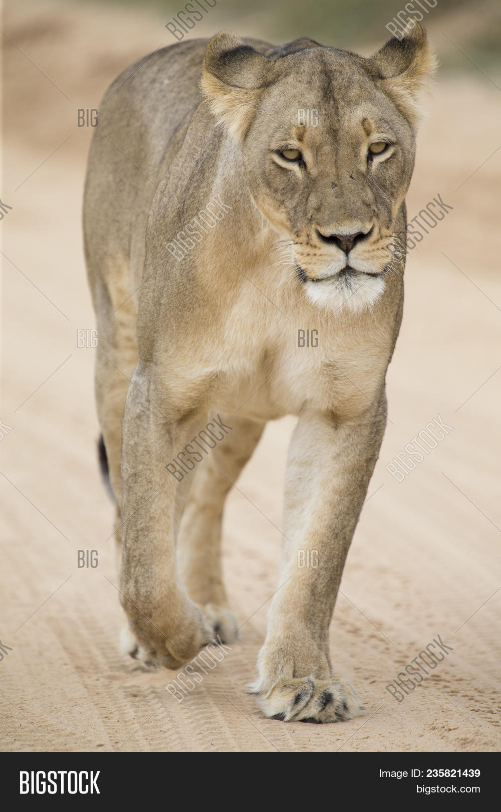 Close- Lioness Image & Photo (Free Trial) | Bigstock