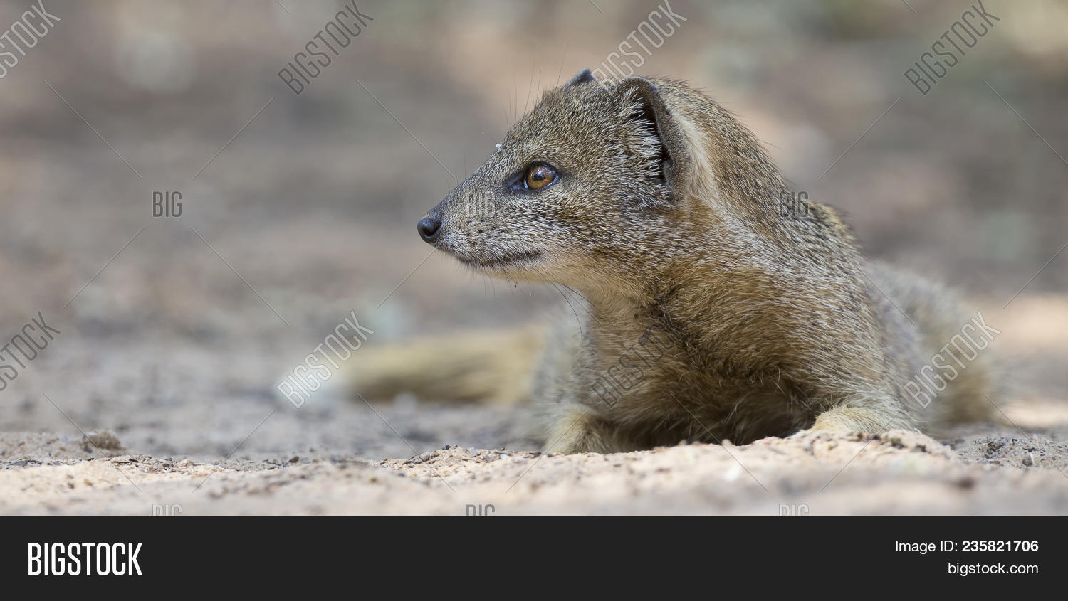 Yellow Mongoose Lie Image & Photo (Free Trial) | Bigstock