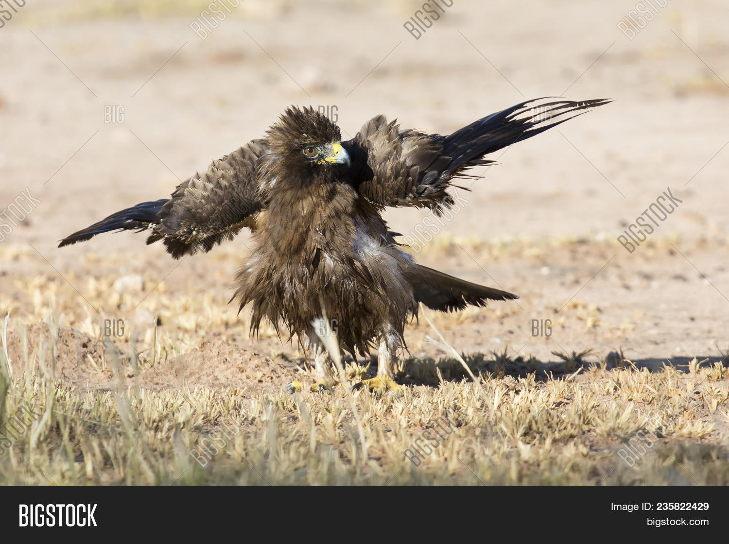 Wet Booted Eagle Sit Image & Photo (Free Trial) | Bigstock