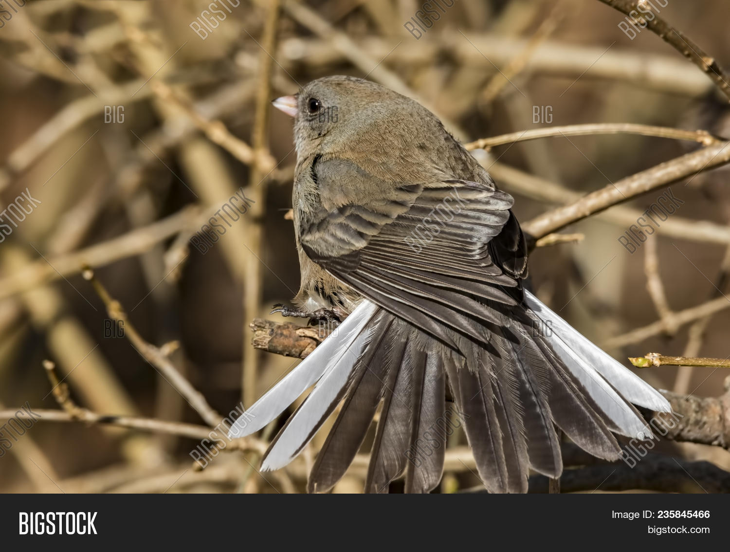 Dark Eyed Junco Image & Photo (Free Trial) | Bigstock