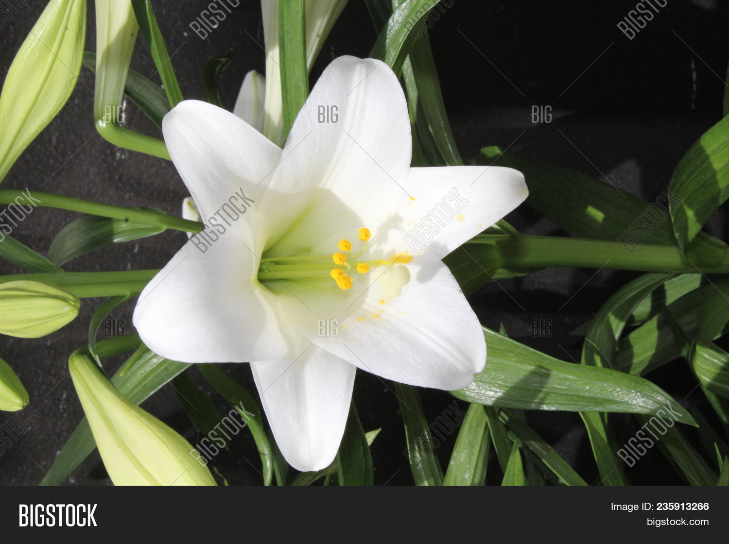 White Easter Lily Image & Photo (Free Trial) | Bigstock