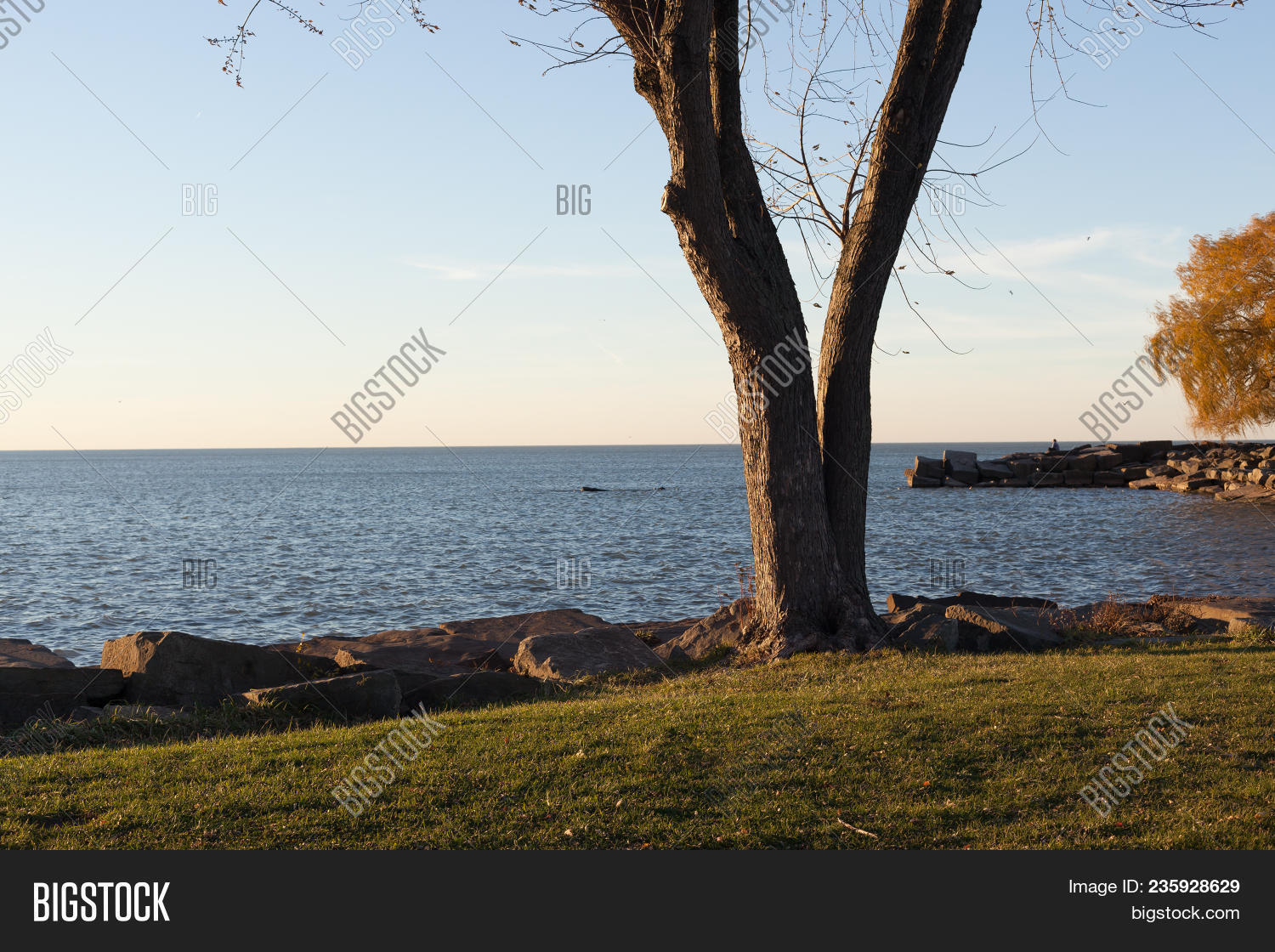 Tree On Shoreline Lake Image & Photo (Free Trial) | Bigstock