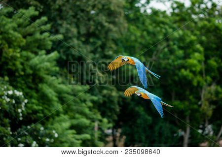 Two Flying Macaws, Image & Photo (Free Trial) | Bigstock
