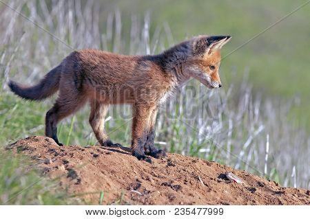 Red Fox Images, Illustrations, Vectors - Red Fox Stock Photos & Images ...