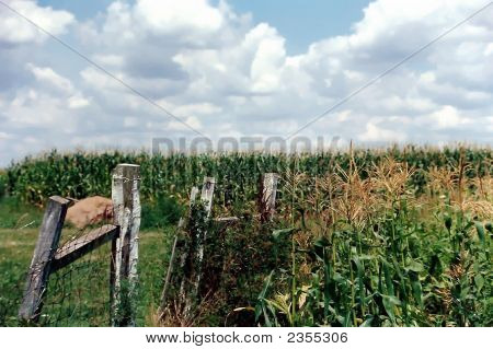 Indiana Corn Field Image & Photo (Free Trial) | Bigstock