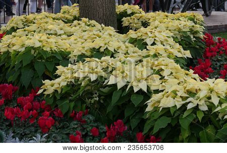 Wide Shot Yellow Image & Photo (Free Trial) | Bigstock