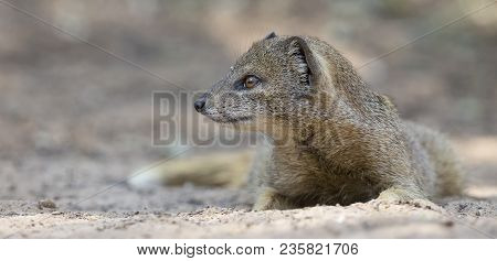 Yellow Mongoose Lie Image & Photo (Free Trial) | Bigstock