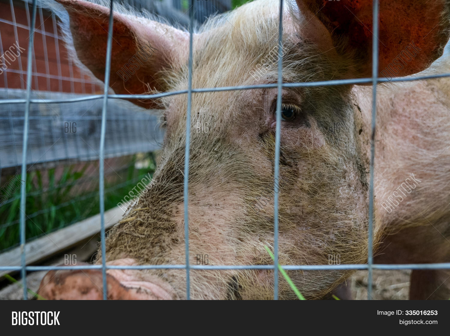 Close Furry Pink Pig Image & Photo (Free Trial) | Bigstock