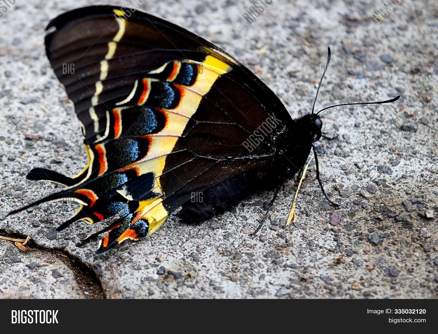 Beautiful Insect Photography