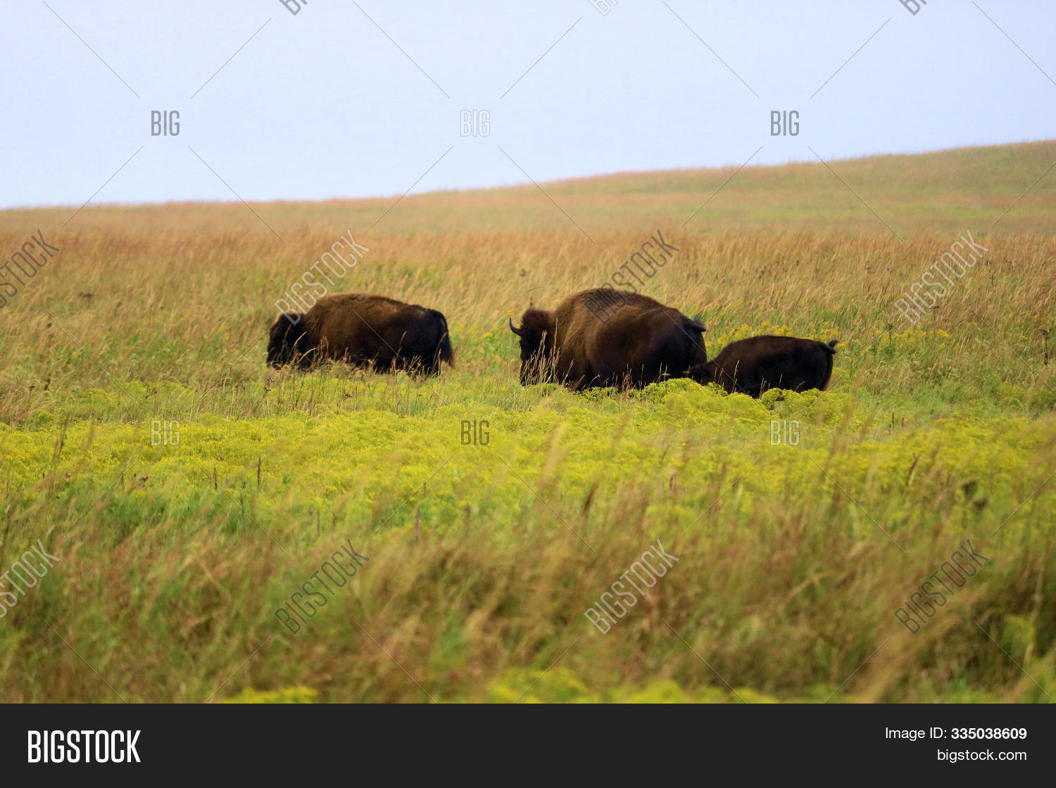Wild Buffalo Grazing Image & Photo (Free Trial) | Bigstock