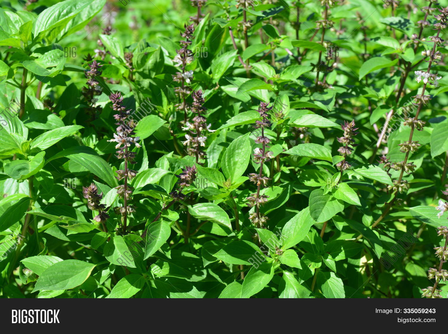 Sweet Basil, Thai Image & Photo (Free Trial) | Bigstock