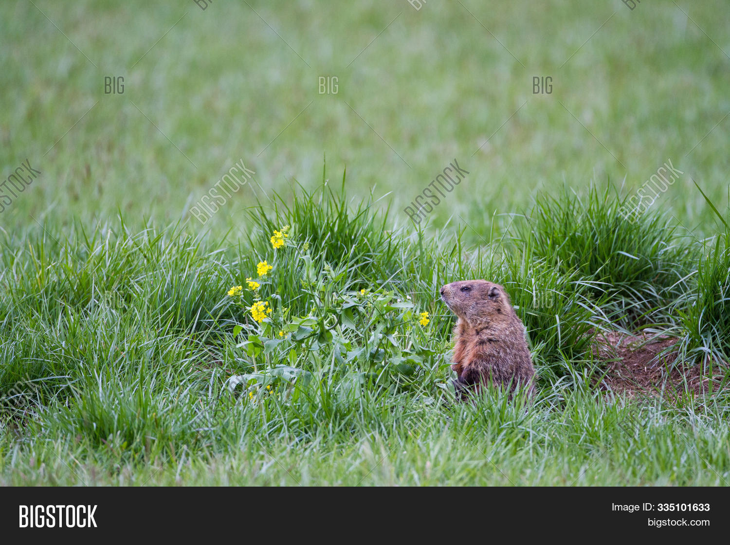 Groundhog Standing On Image & Photo (Free Trial) | Bigstock