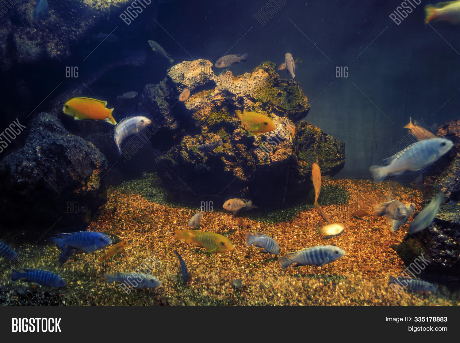 Tropical Fish Large Image & Photo (Free Trial) | Bigstock