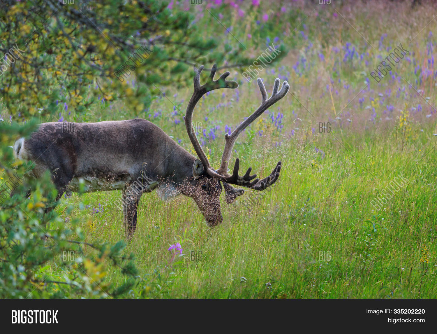 Reindeer Norway Summer Image & Photo (Free Trial) | Bigstock