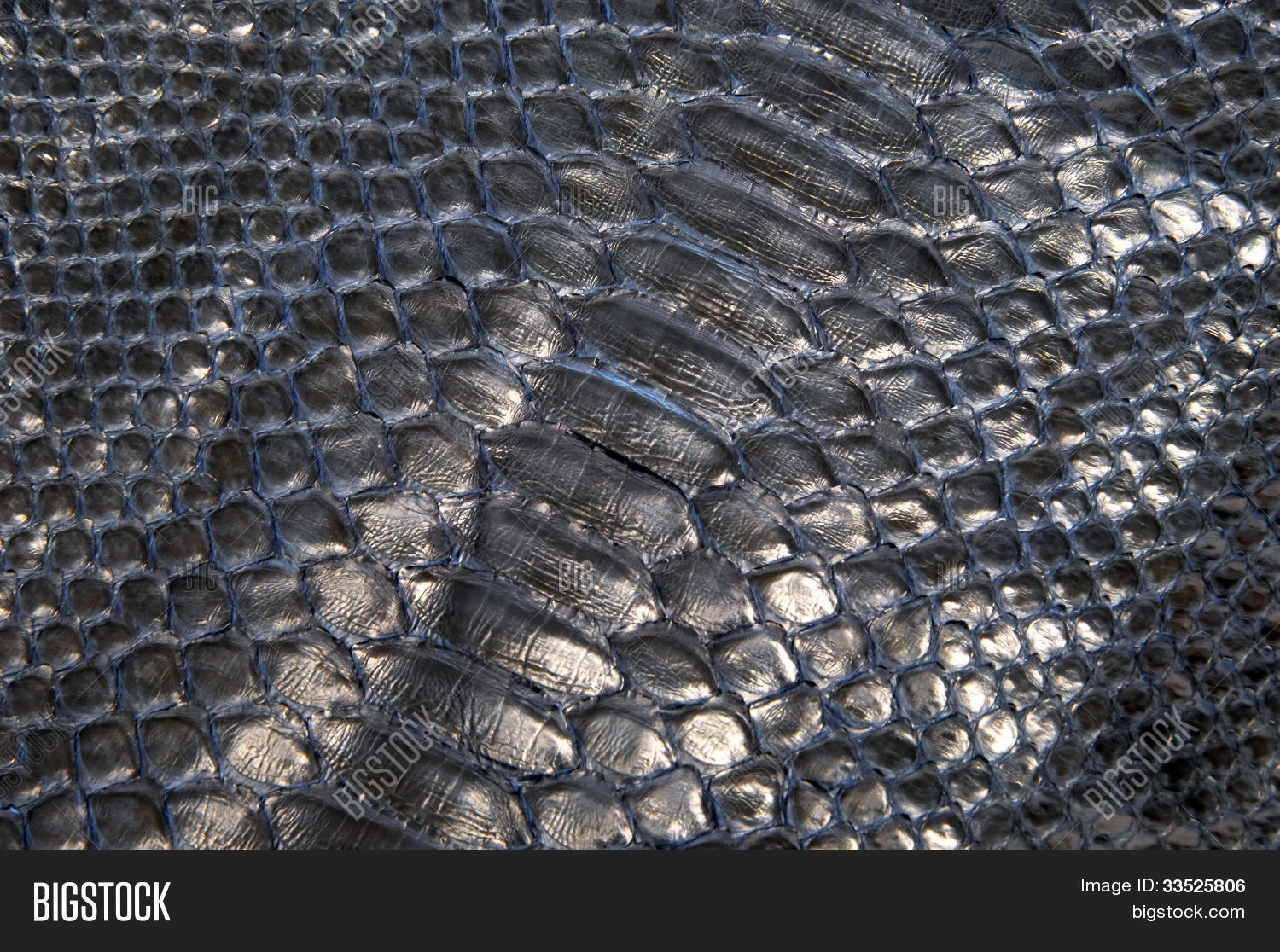 Snake Leather Image & Photo (Free Trial) | Bigstock