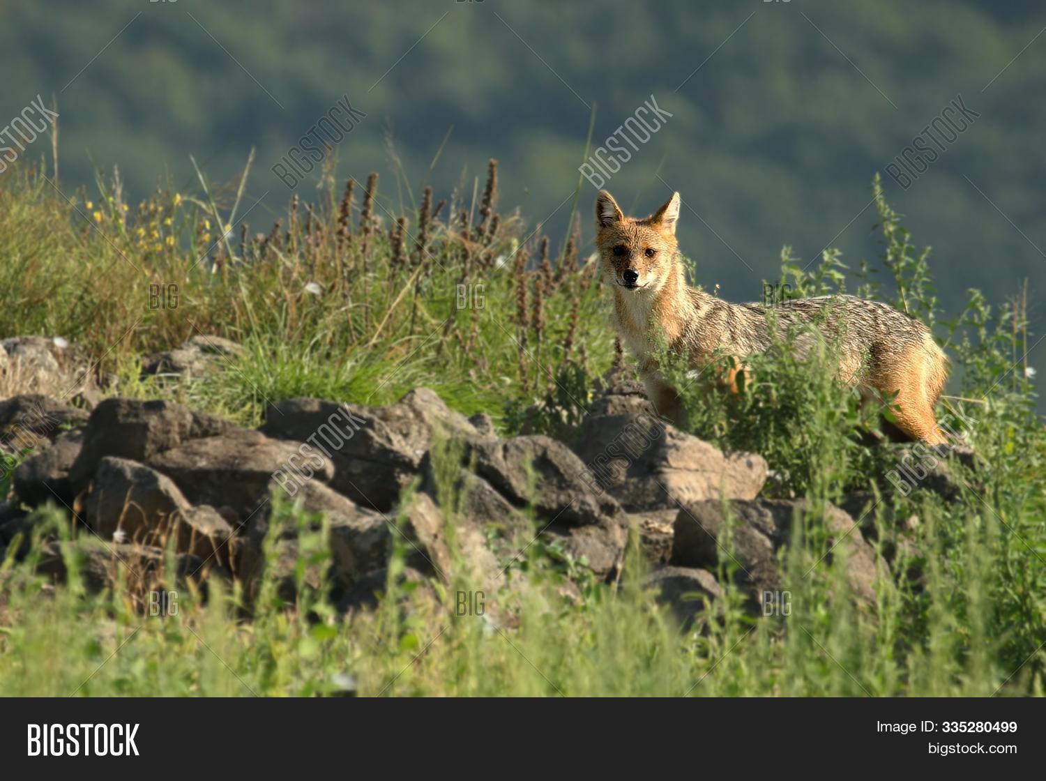 Golden Jackal (canis Image & Photo (Free Trial) | Bigstock