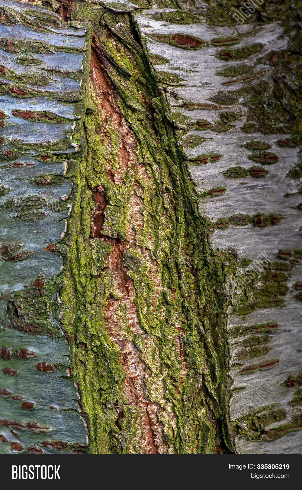 Bark Japanese Cherry Image & Photo (Free Trial) | Bigstock