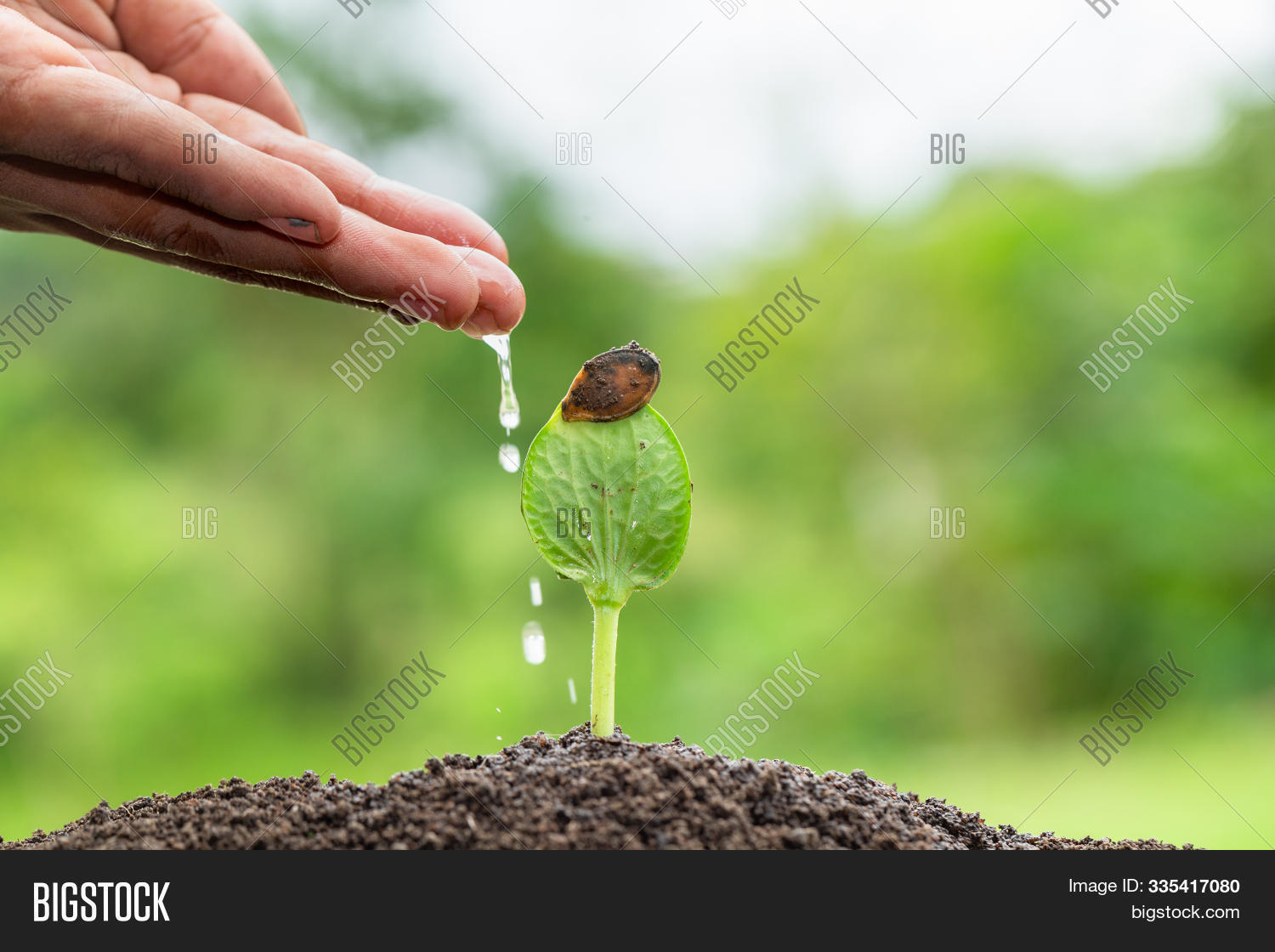 Hands Watering Small Image & Photo (Free Trial) | Bigstock