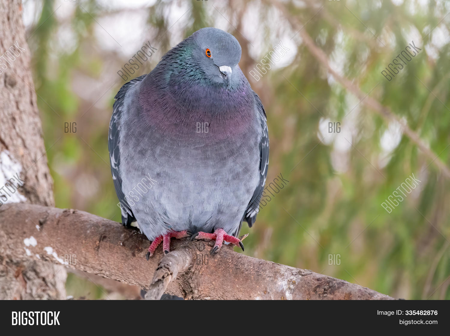 Obese Pigeon