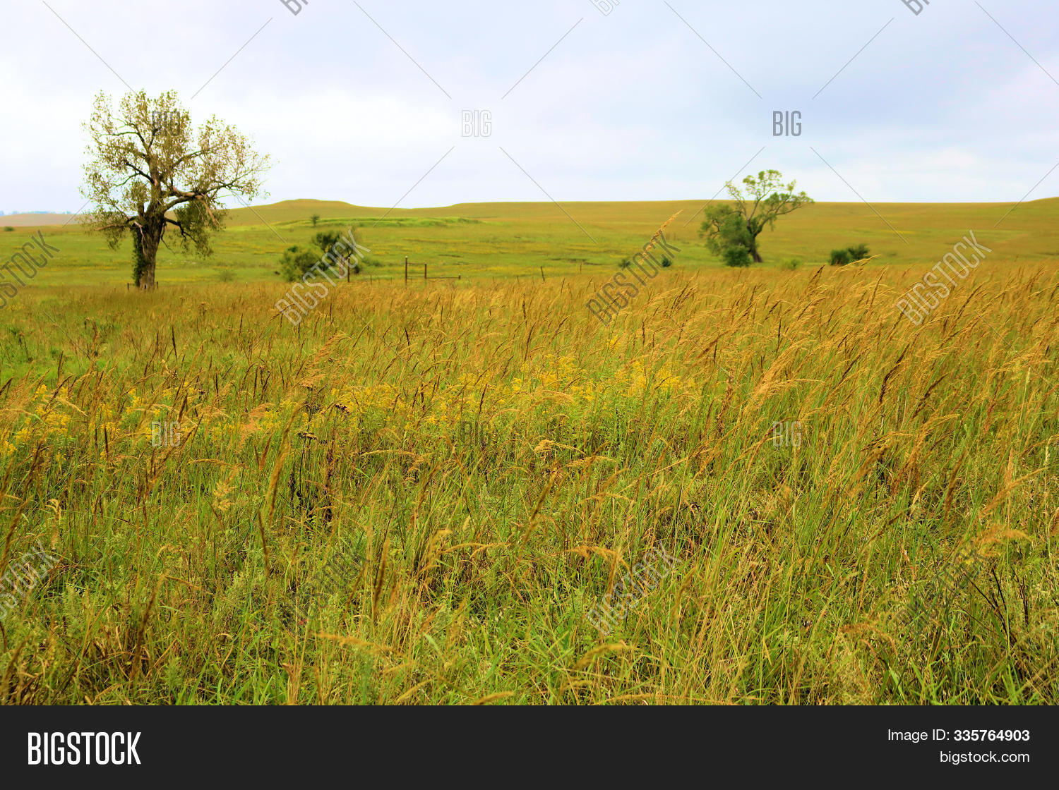 Lush Grasslands Image & Photo (Free Trial) | Bigstock