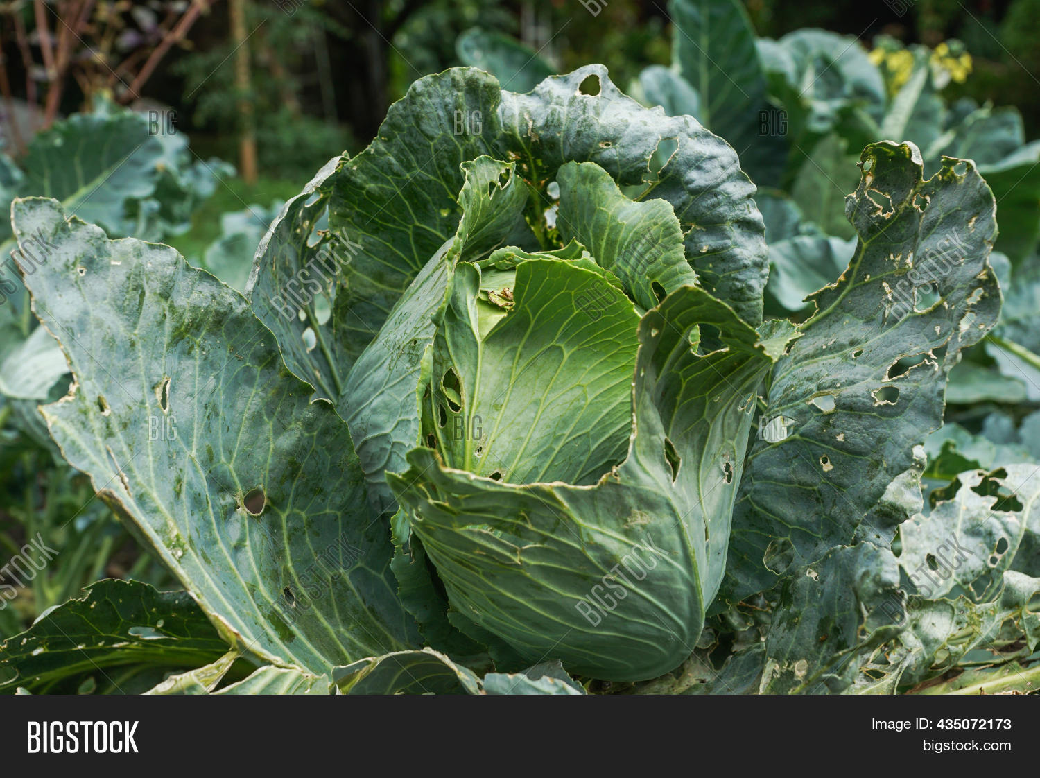 Damaged Leaves Ripe Image & Photo (Free Trial) | Bigstock
