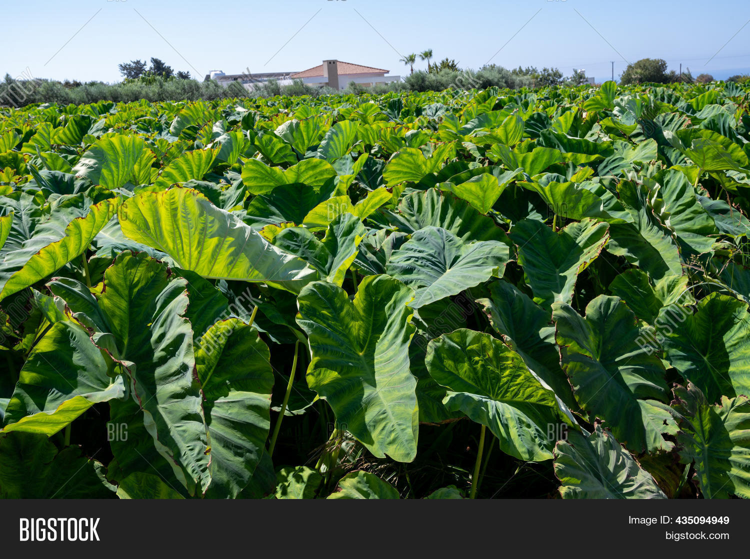 Corm Of Colocasia