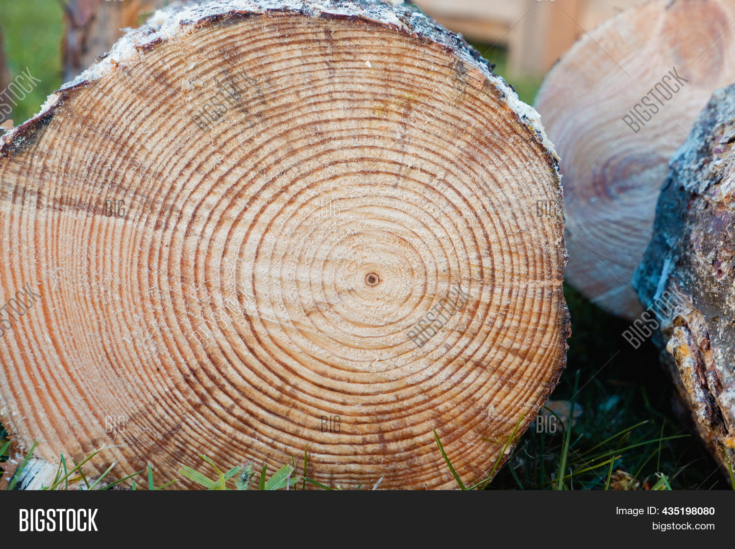 Tree Rings Saw Cut Image & Photo (Free Trial) | Bigstock