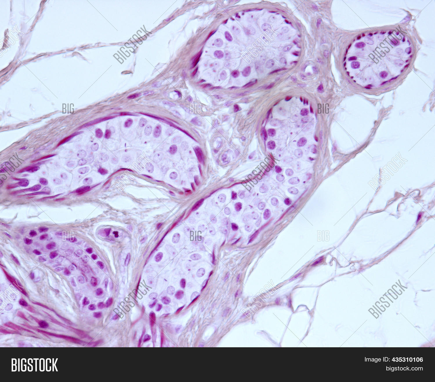 Secretory Unit Eccrine Image & Photo (Free Trial) | Bigstock