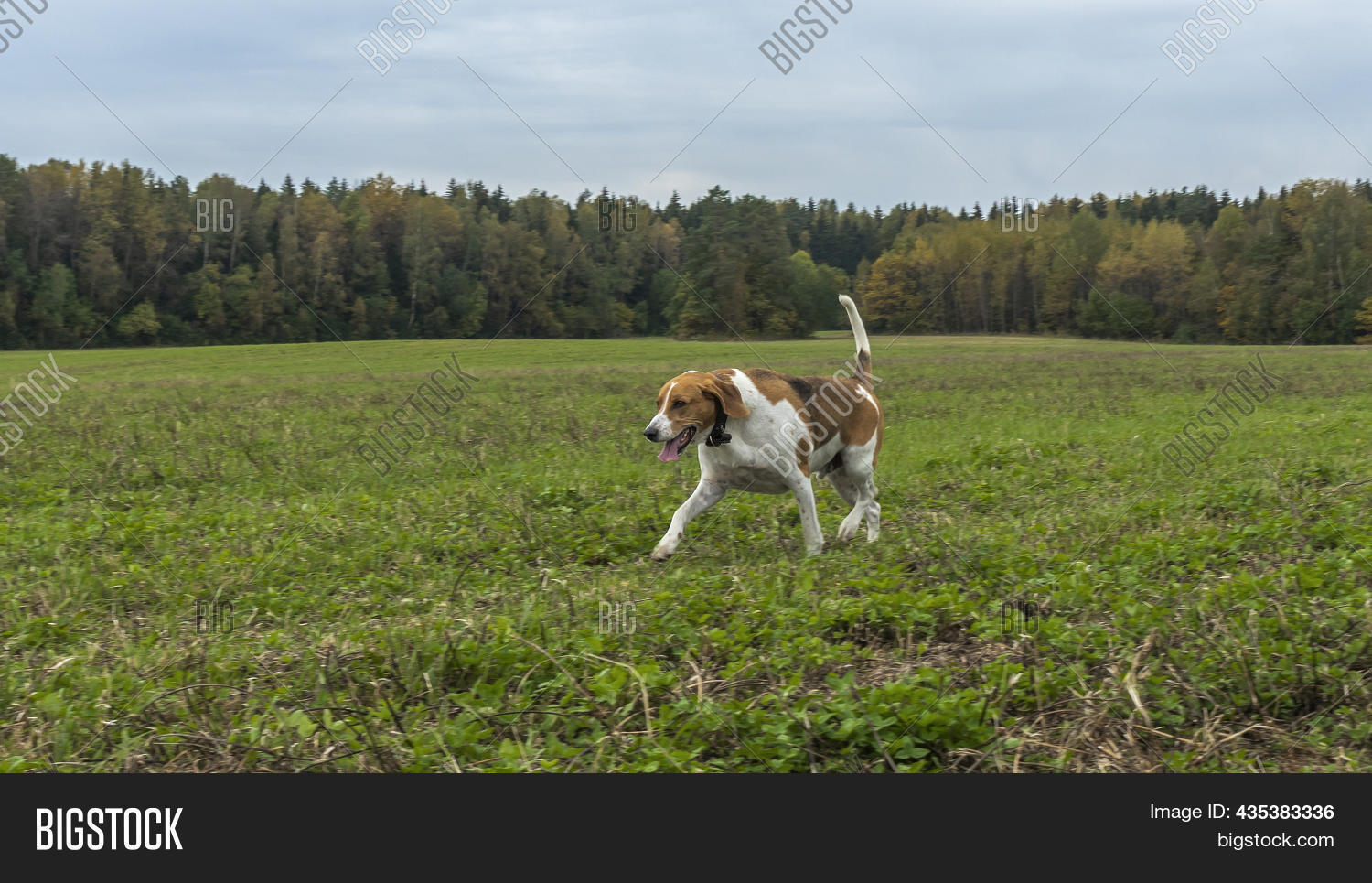 Beagle Dog Outdoor Image & Photo (Free Trial) | Bigstock