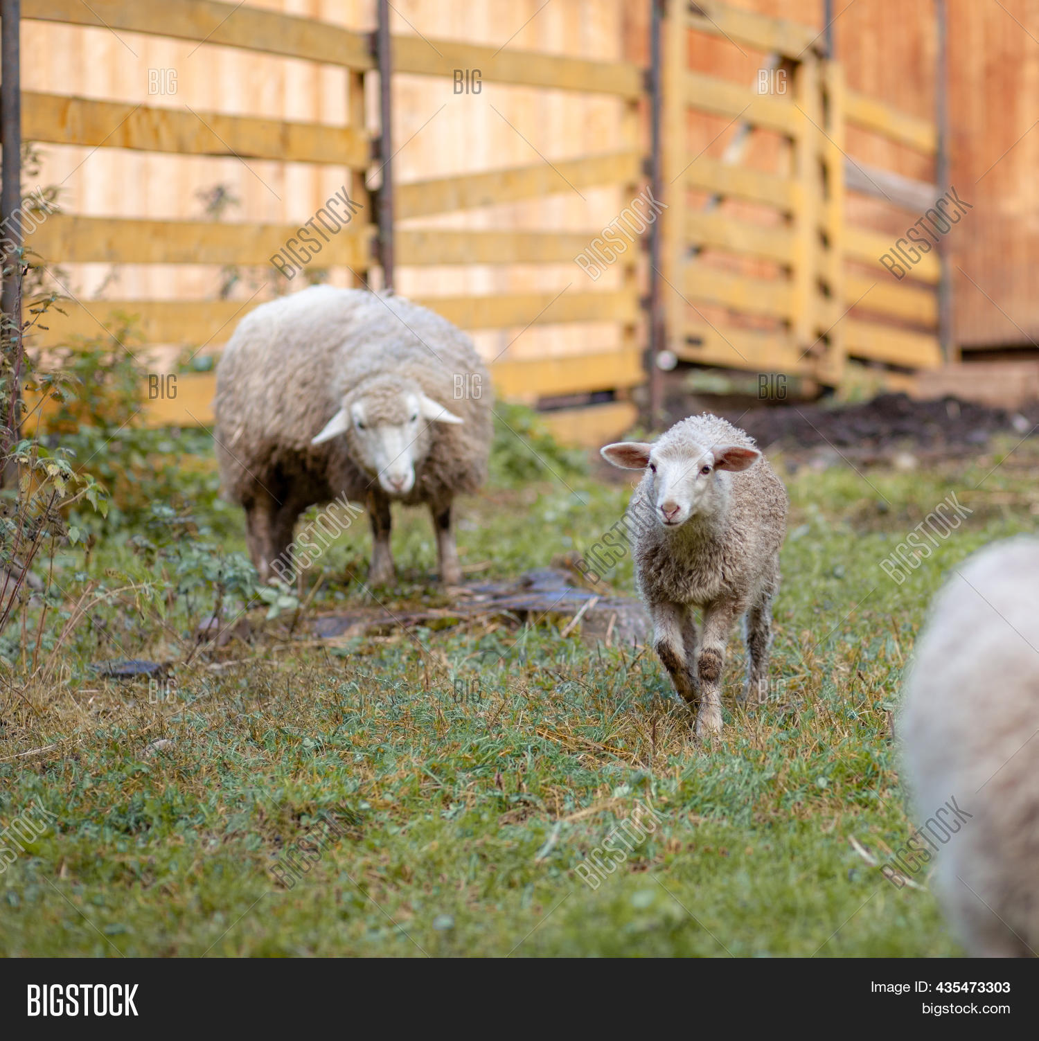 White Curly Sheep Image & Photo (Free Trial) | Bigstock