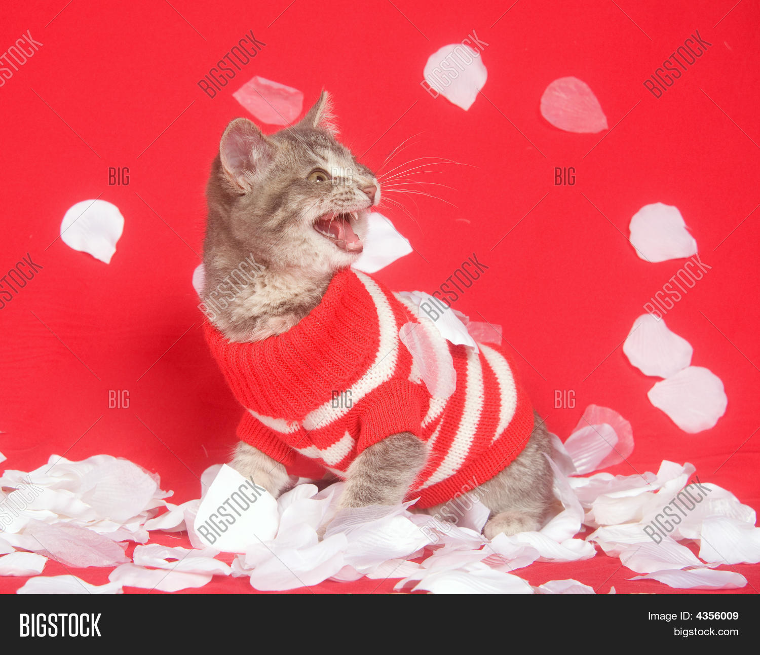 Kitten Red Sweater Image & Photo (Free Trial) | Bigstock